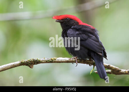 Helmeted Manakin (Antilophia galeata) in Brazil Stock Photo - Alamy
