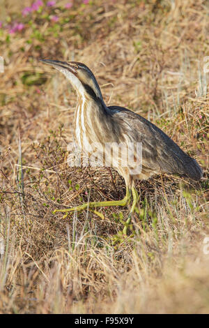 American Bittern (Botaurus lentiginosus) Aves Stock Photo - Alamy