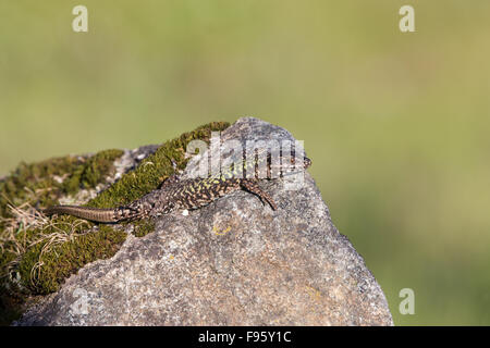 EUROPEAN WALL LIZARD (Podarcis muralis) Menorca Stock Photo - Alamy