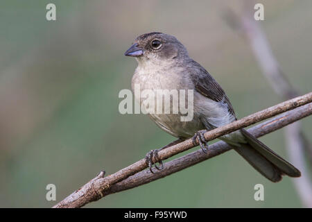 Pileated Finch Coryphospingus pileatus Stock Photo - Alamy