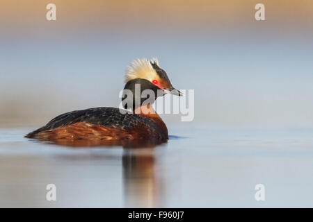 Horned grebe (Podiceps auritus) in colourful breeding plumage showing ...