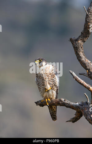 Peregrine Falcon (Falco peregrinus), colour ringed 2cy male flying over ...