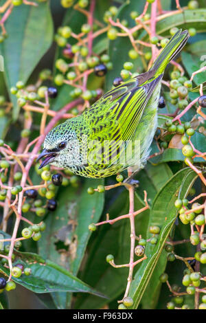 Spotted Tanager (Tangara punctata) perched on a branch near Podocarpus ...