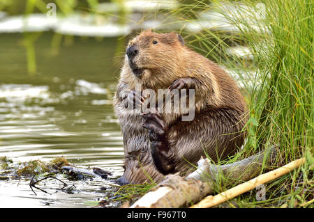 An beaver sitting on his rear end scratching and rubbing his fur Stock ...