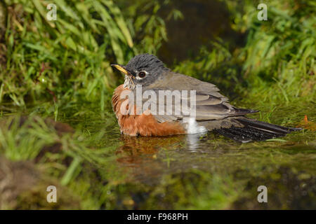 American robin in bird bath Stock Photo - Alamy