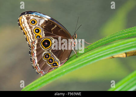 Close up of Common Blue Morpho Butterfly Stock Photo - Alamy