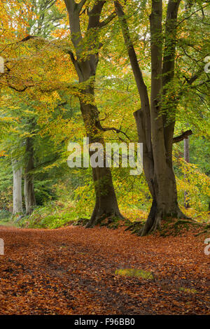 Autumn colours within the avenue of ancient beech trees catching the ...