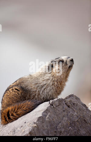 Hoary marmot, marmota caligata, Jasper National Park, Alberta, Canada ...