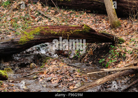 Downed tree trunk bridge over creek Stock Photo - Alamy