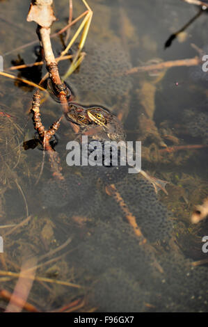 A selective focus of two frogs Stock Photo - Alamy