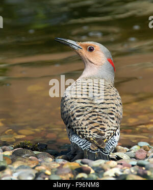 Northern Flicker Female Stock Photo - Alamy