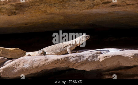 Lizard, Colorado River, Grand Canyon, Arizona, United States Stock ...