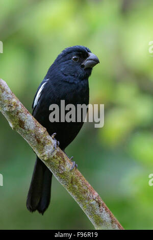 Cuban Bullfinch (Melopyrrha nigra), Aves, Pinar del Río, CU, The black ...