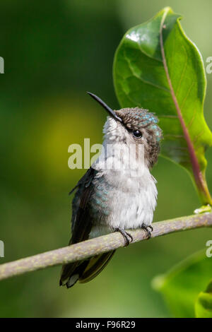 Bee Hummingbird (Mellisuga helenae), Aves, Ciénaga de Zapata, CU-MA, CU ...