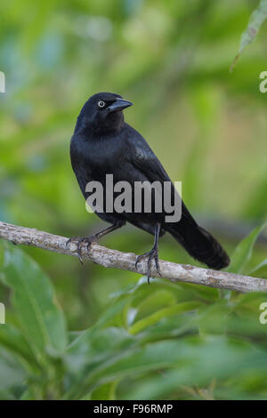 The Greater Antillean grackle (Quiscalus niger) perched on branch at La ...