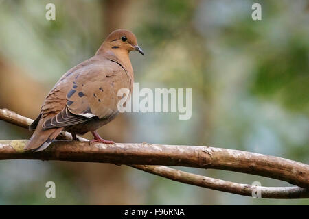 Zenaida Dove - Zenaida aurita bird in Columbidae, doves and pigeons ...