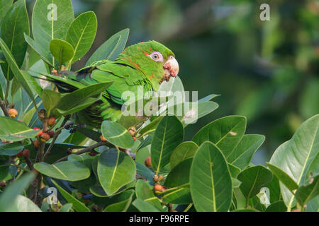 Cuban Parakeet (Psittacara euops) perched on a branch in Cuba Stock ...