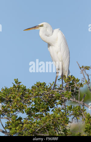 An Egret (Ardea alba) perched on a dry tree in Sydney, New South Wales ...