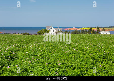 Farmhouse and potatoe field in bloom, Tryon, Prince Edward Island ...