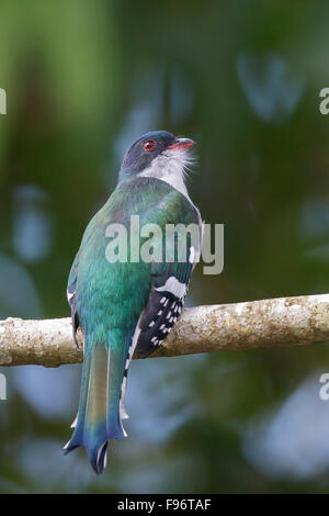 Cuban Trogon (Priotelus temnurus), Cuba Stock Photo - Alamy