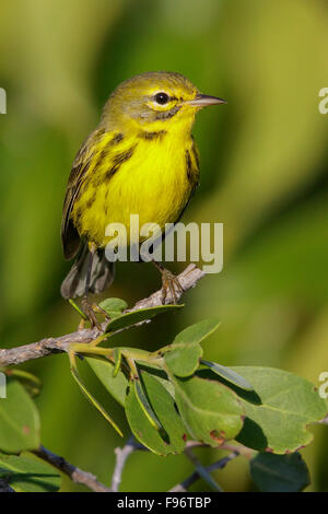 Prairie Warbler (Setophaga discolor), in flight, USA, New Jersey Stock ...