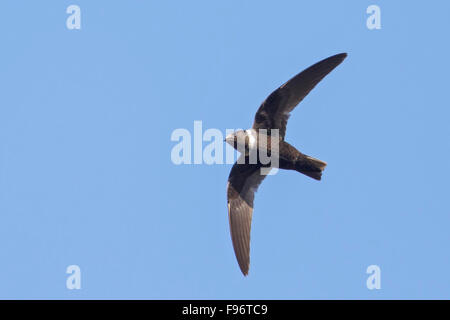 Whitecollared Swift (Streptoprocne zonaris) flying in Cuba Stock Photo ...