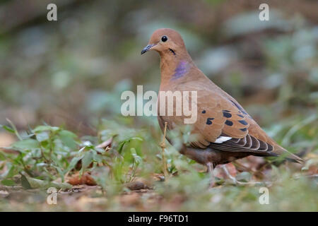 Zenaida Dove - Zenaida aurita bird in Columbidae, doves and pigeons ...