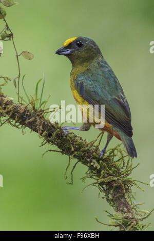 Olivebacked Euphonia (Euphonia gouldi) perched on a branch in Costa ...