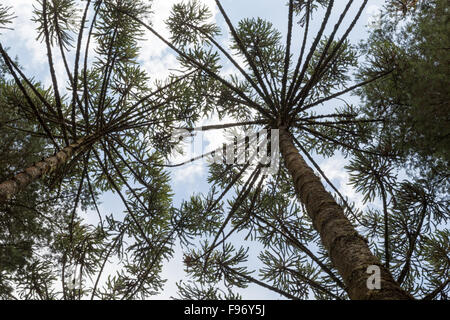 Brazilian pine (Araucaria angustifolia), a.k.a. parana pine (pinheiro ...