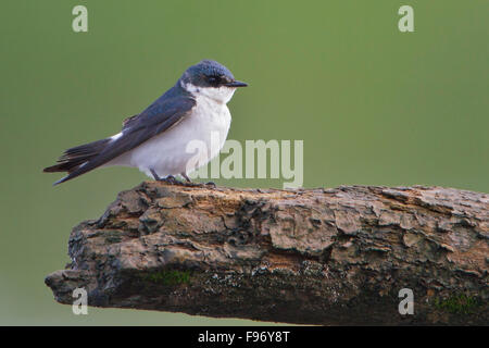 Mangrove Swallow (Tachycineta albilinea) perched on a branch, Costa ...