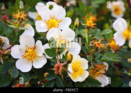 brier flowers against blur spring foliage background Stock Photo - Alamy