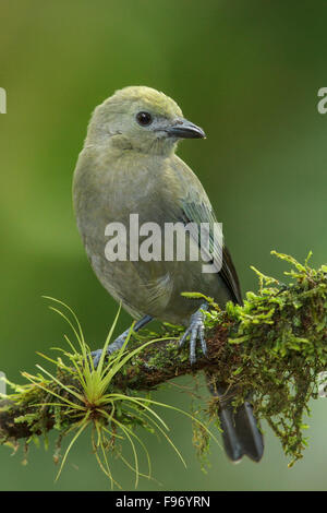 Palm Tanager (Thraupis palmarum), Costa Rica, Costa Rica Stock Photo ...