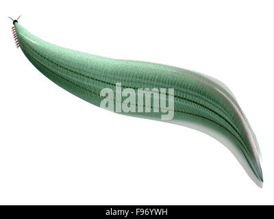 Pikaia is an extinct Burgess shale animal that lived in the Cambrian ...