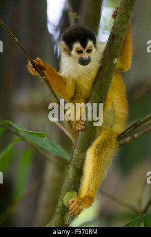 Squirrel monkey (Saimiri sciureus) in the Tapajos River, Amazon ...