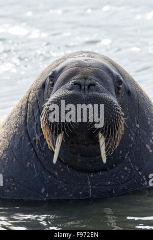 Walrus (Odobenus rosmarus) close-up skull with large tusks, Ilulissat ...
