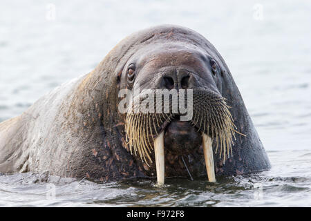 Walrus (Odobenus rosmarus) close-up skull with large tusks, Ilulissat ...