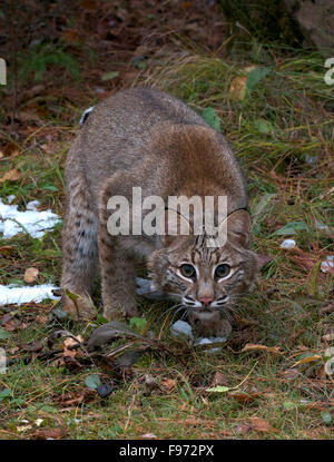 Bobcat (Lynx rufus), Superior National Forest, MN, USA Stock Photo - Alamy