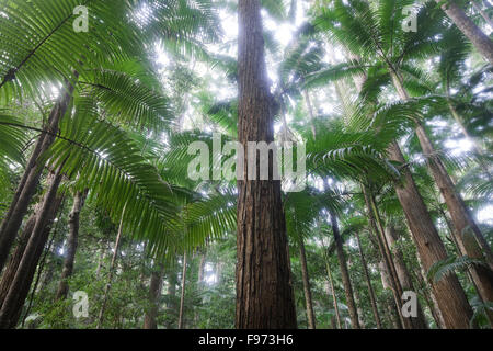 Satinay trees, Pile Valley, Fraser Island, Australia Stock Photo - Alamy