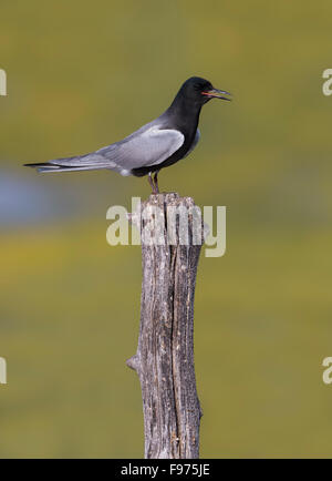 Black Tern Alberta Stock Photo - Alamy