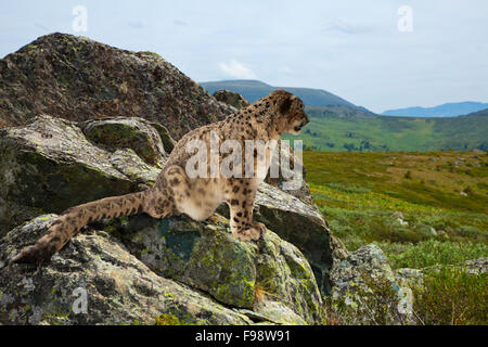 Snow leopard on rocky at wildness area Stock Photo - Alamy