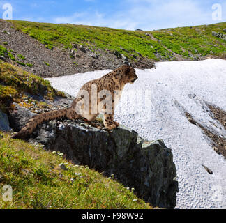 Snow leopard on rocky at wildness area Stock Photo - Alamy