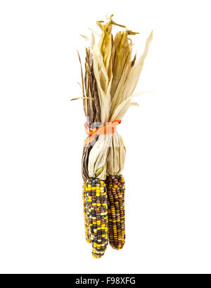 Multi Coloured Sweet Corn Cobs on white background Stock Photo - Alamy