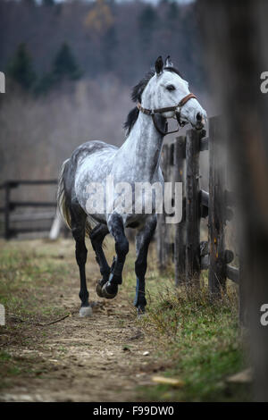 Color image of a lonely gray horse Stock Photo - Alamy