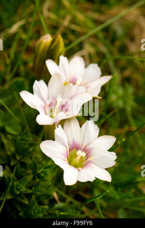 Flowers of the Pyrenees Gentian (Gentiana pyrenaica Stock Photo - Alamy