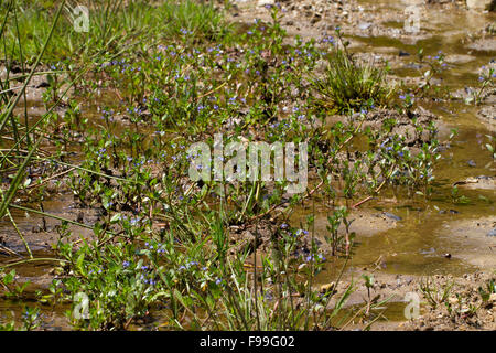 Brooklime, Veronica beccabunga, in flower; by pond Stock Photo - Alamy