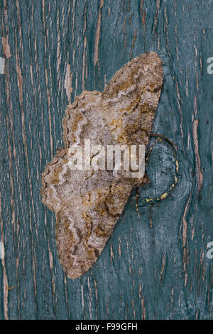 Mottled beauty moth (Alcis repandata) camouflaged on tree bark ...