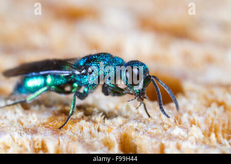 Blue Jewel or Cuckoo Wasp (Trichrysis cyanea) adult female on wood ...