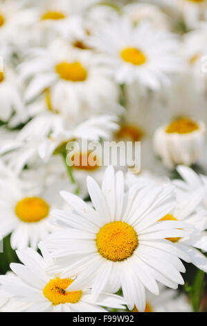 daisy flower backgorund closeup Stock Photo - Alamy