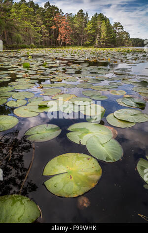 Loch Garten water lilies in Scotland Stock Photo - Alamy