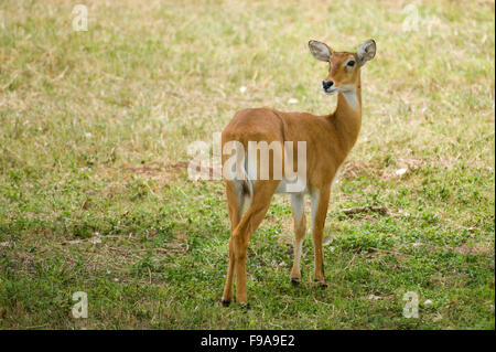 White-eared Kob Kobus kob leucotis, Bovidae, Gambela National Park ...